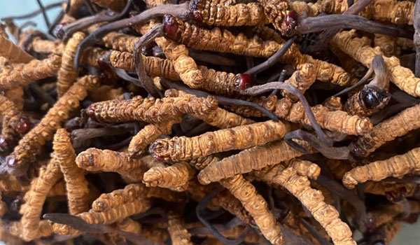 Health benefits of Cordyceps – Cordyceps from the Dragon Kingdom